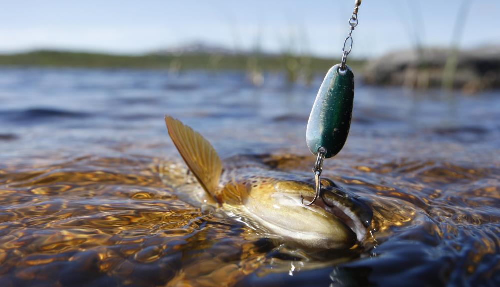 Inland fishing - FEFO